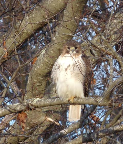 Red-tails in Love - South Shore YMCA Nature Center