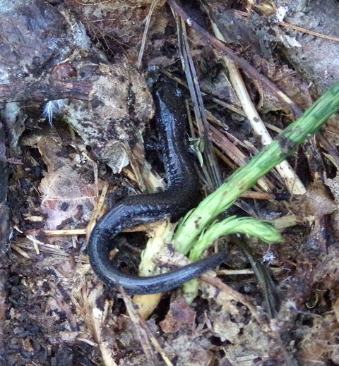 They're back... - South Shore YMCA Nature Center